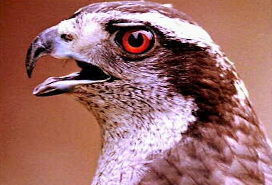 Two raptors up for status changes - Herald-Standard